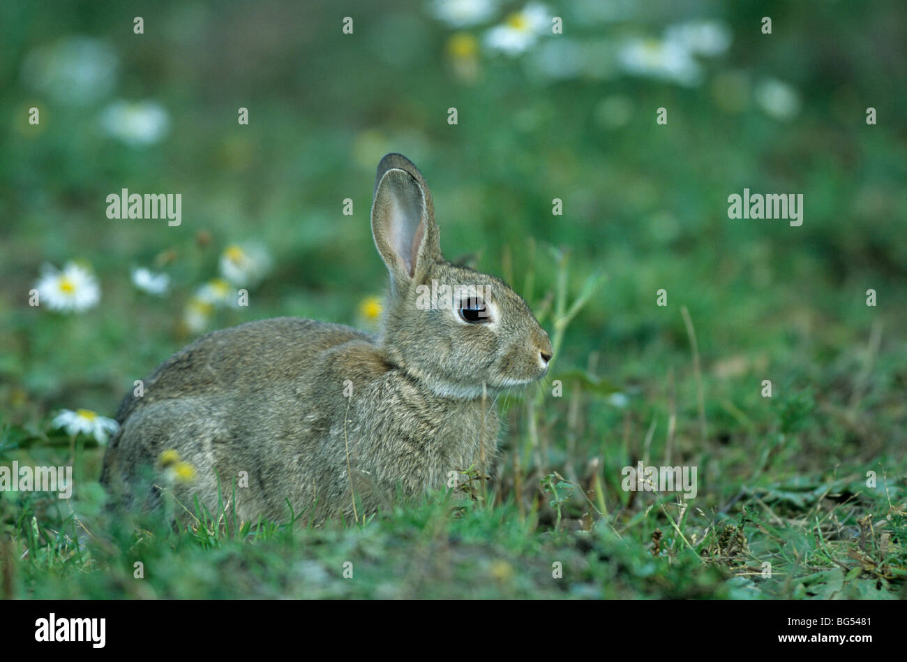 european rabbit, oryctolagus cuniculus Stock Photo - Alamy
