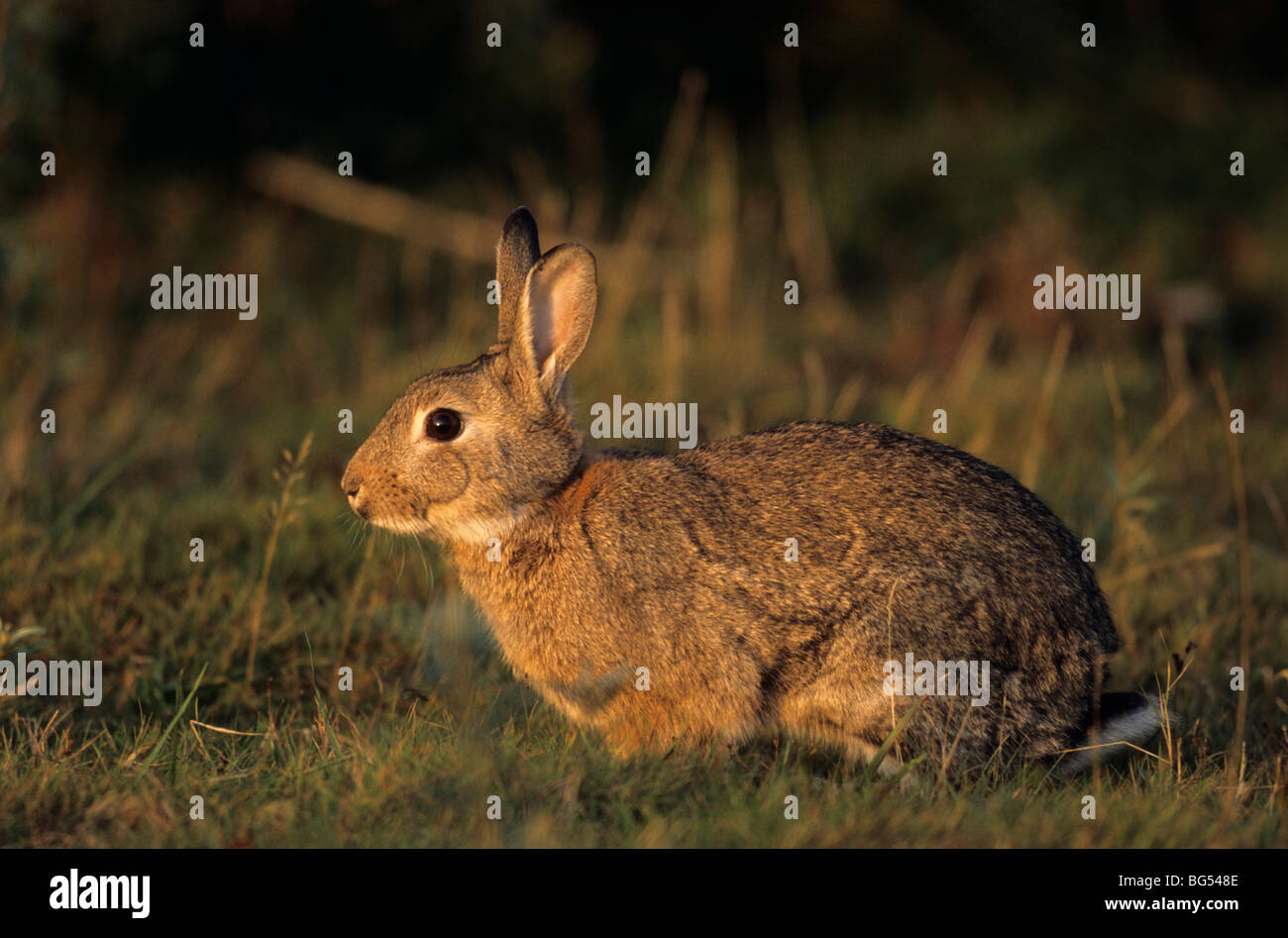 european rabbit, oryctolagus cuniculus Stock Photo - Alamy