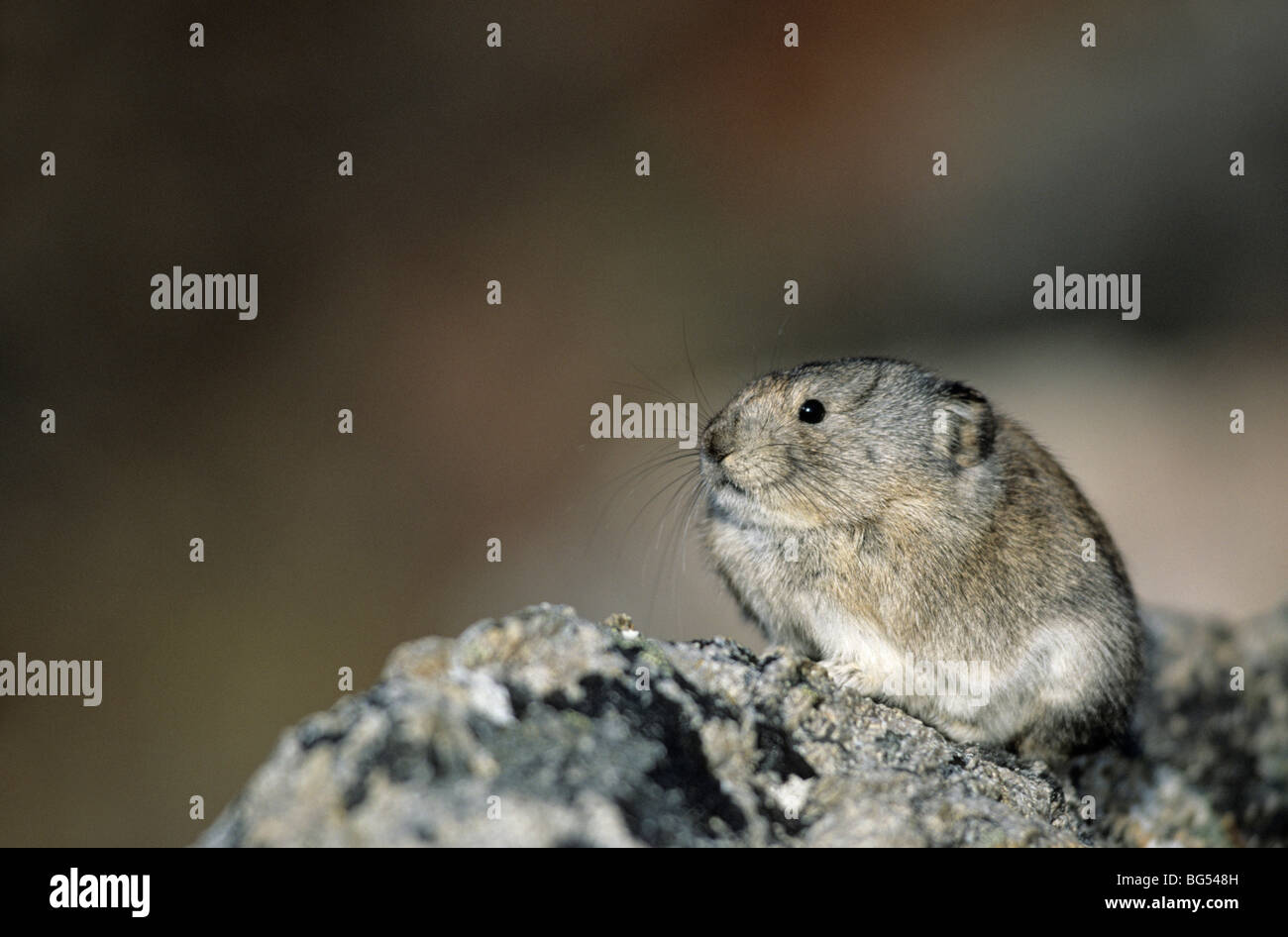collared pika, ochotona collaris Stock Photo - Alamy