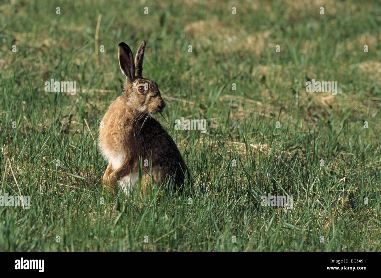 Hare on its back legs hi-res stock photography and images - Alamy