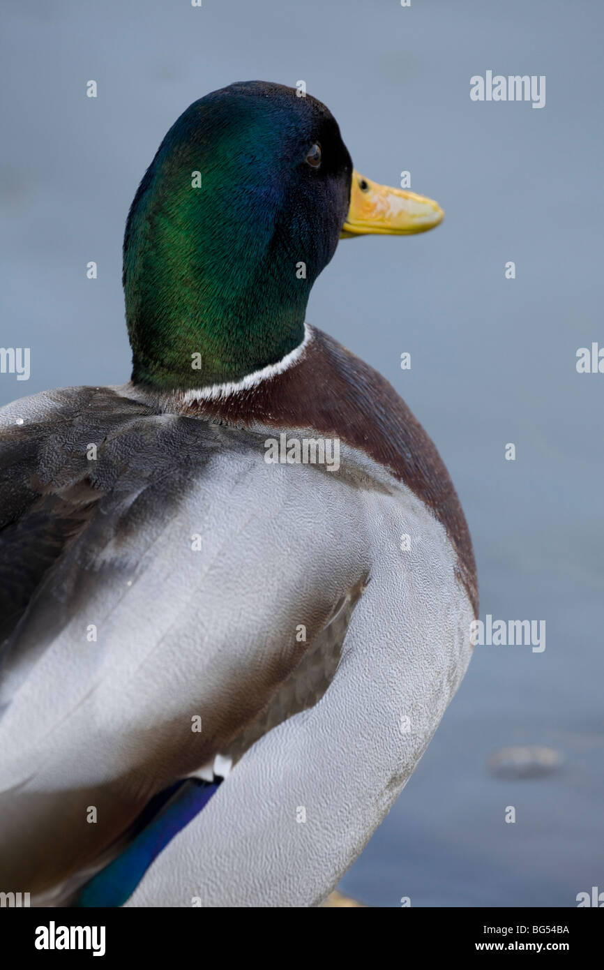Mallard duck on shore hi-res stock photography and images - Alamy