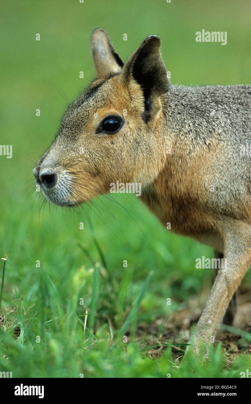 mara, dolichotis patagonum Stock Photo - Alamy