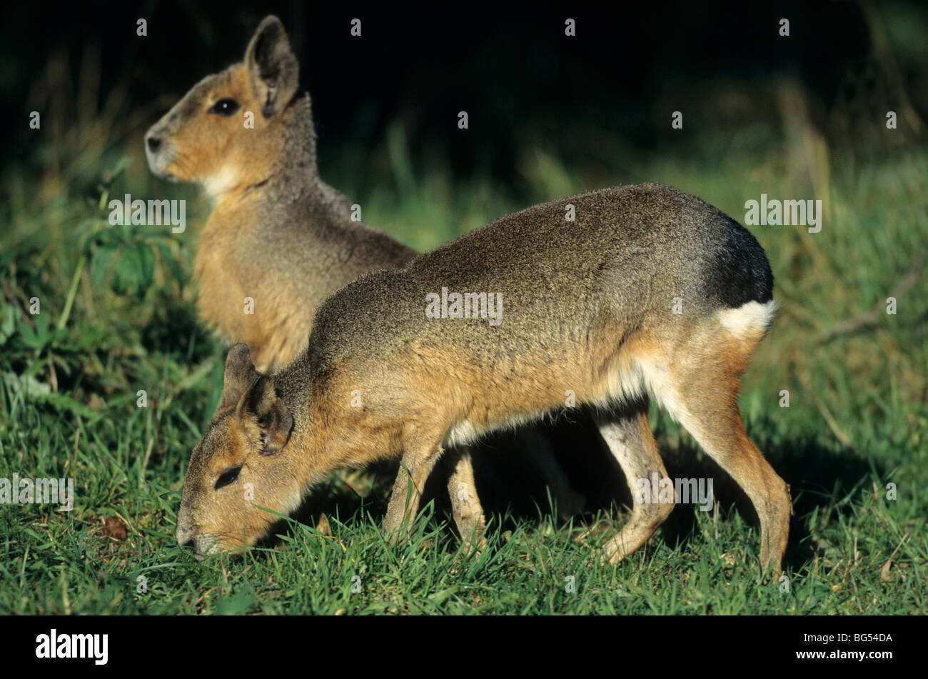 mara, dolichotis patagonum Stock Photo - Alamy