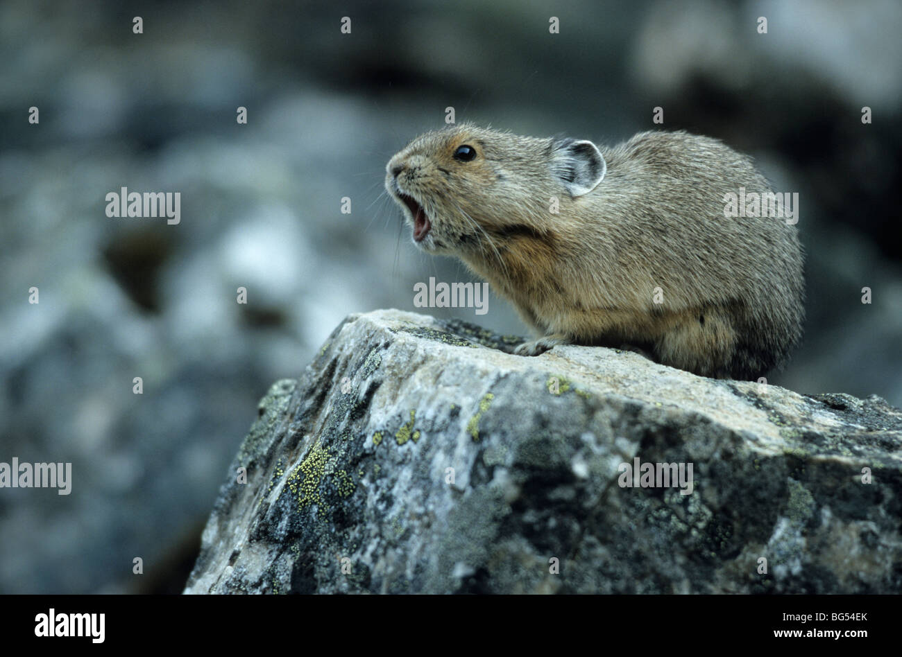 Pikas canada hi-res stock photography and images - Alamy