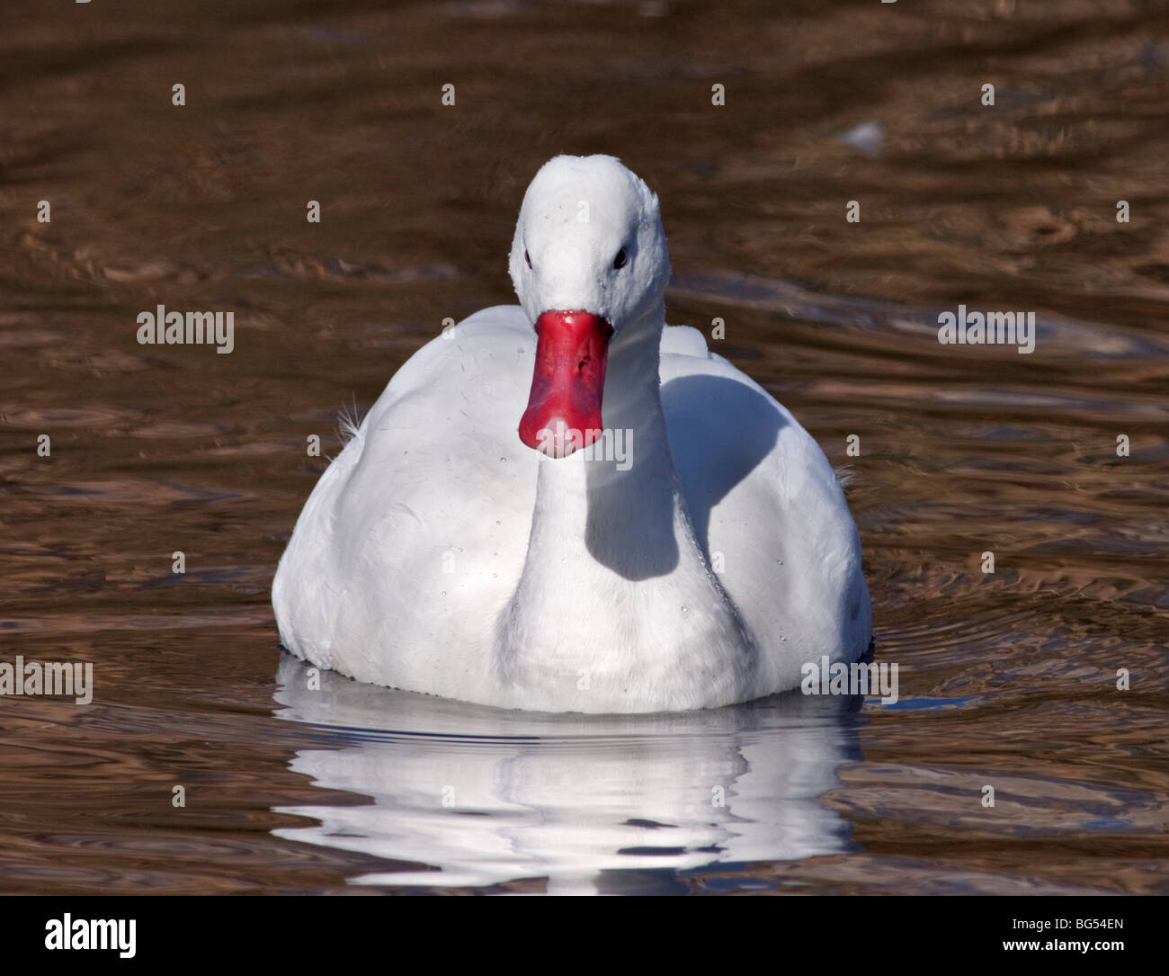 Coscoroba swans hi-res stock photography and images - Alamy