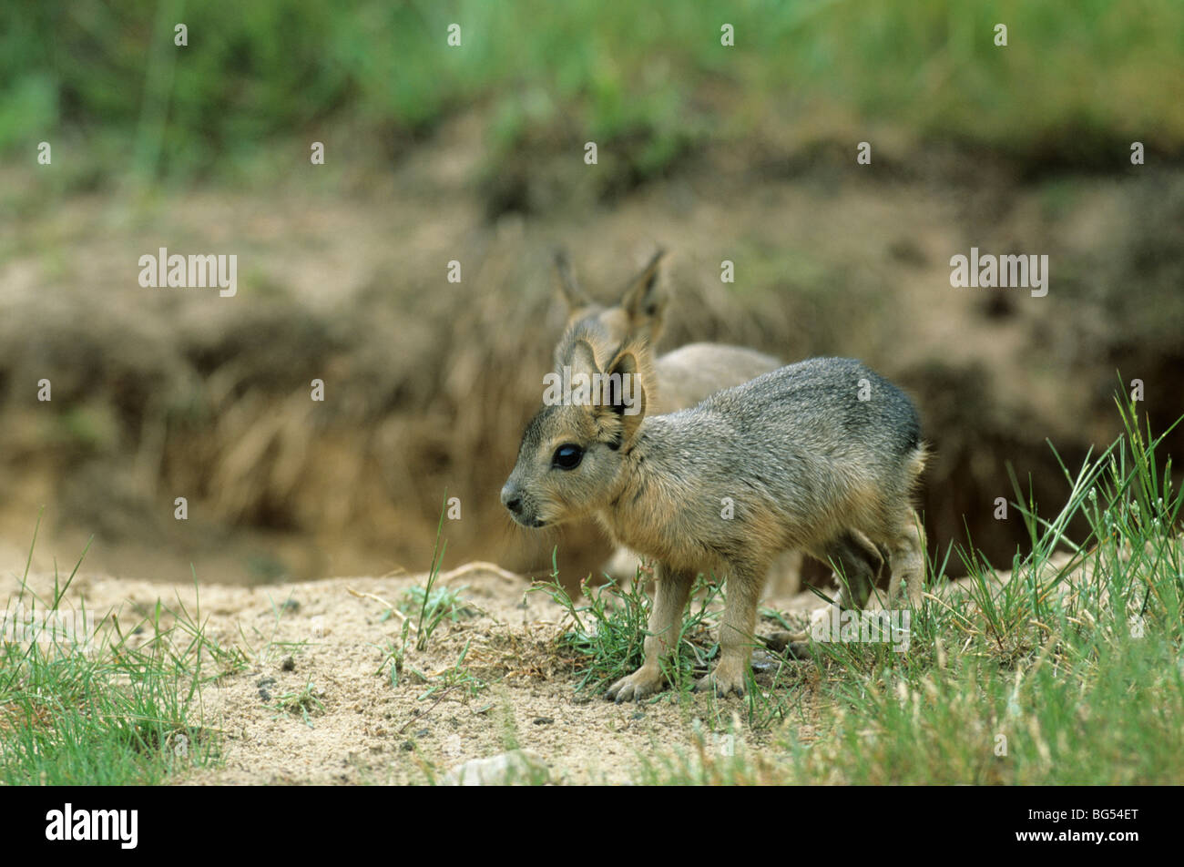 Patagonian Cavy Babies Tri Colored