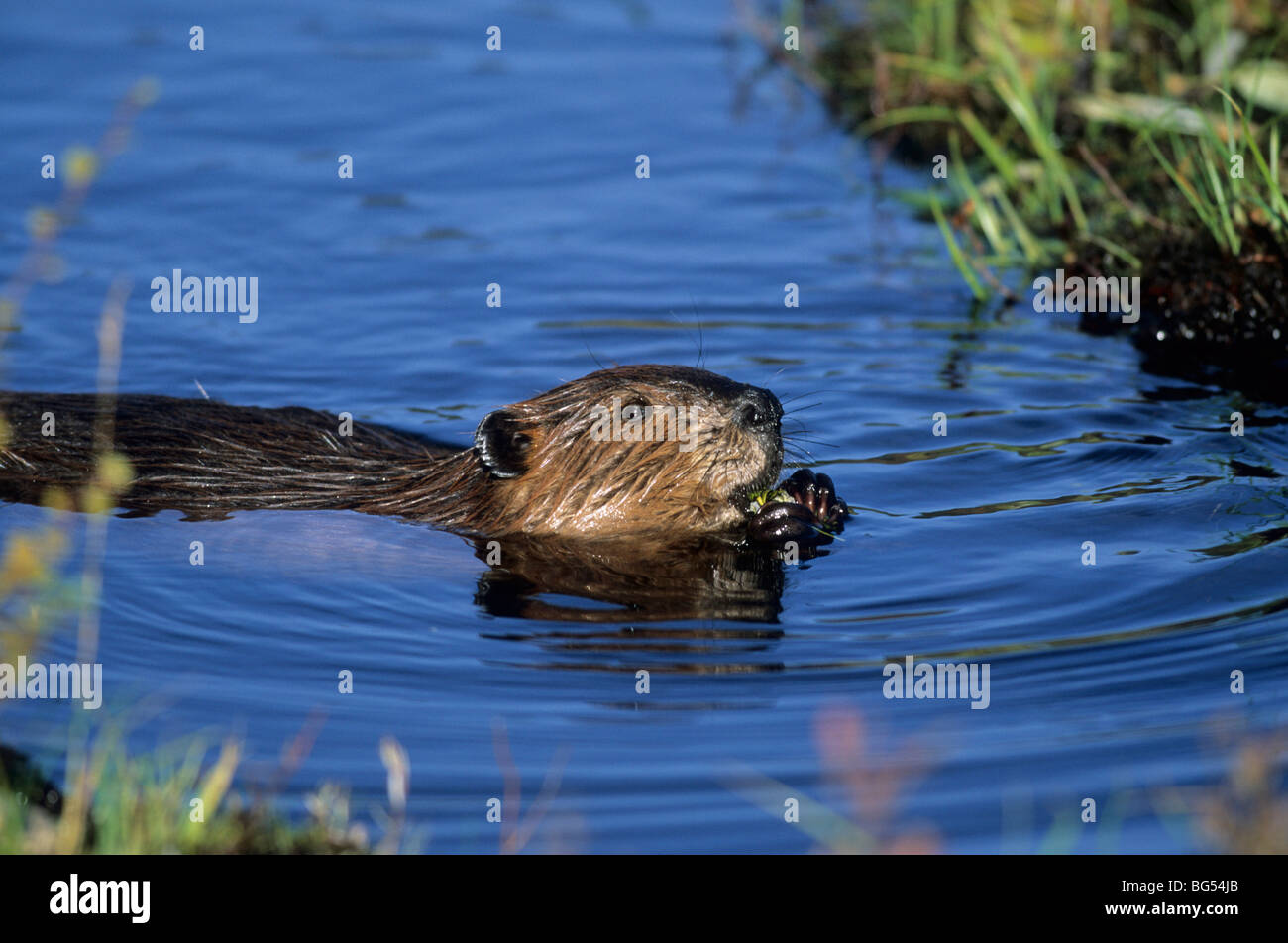north american beaver, pup, castor canadensis Stock Photo - Alamy