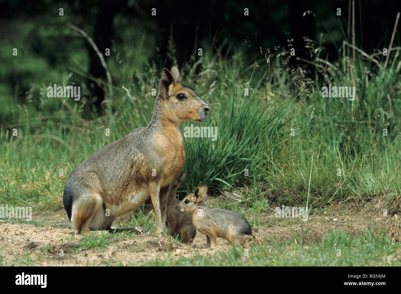 Baby patagonian mara hi-res stock photography and images - Alamy