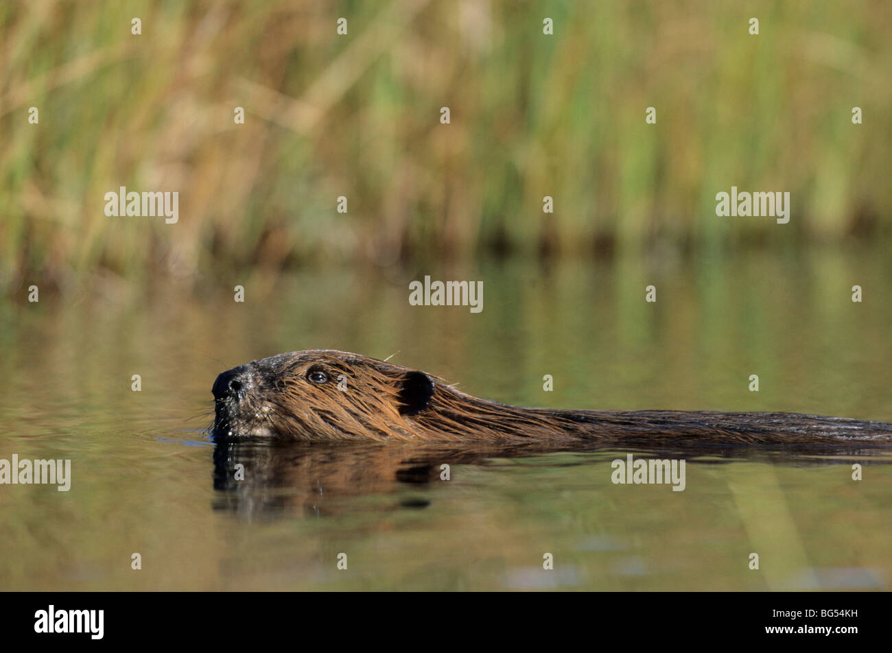 north american beaver, castor canadensis Stock Photo - Alamy