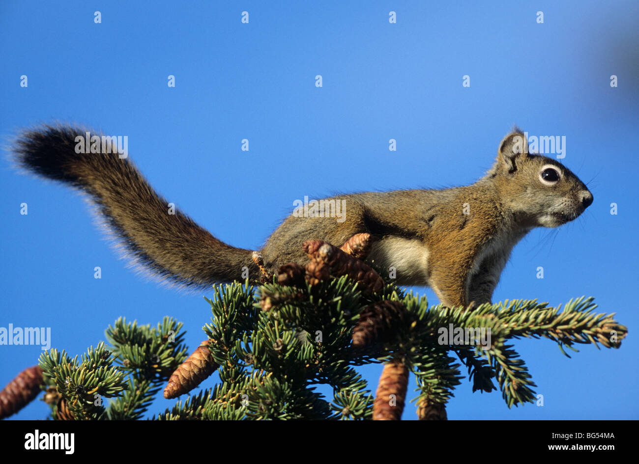 Red colors unite hi-res stock photography and images - Alamy