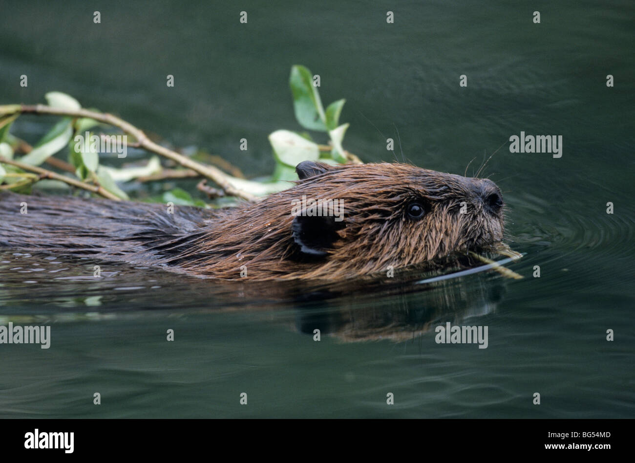 north american beaver, collect winter stock, castor canadensis Stock ...