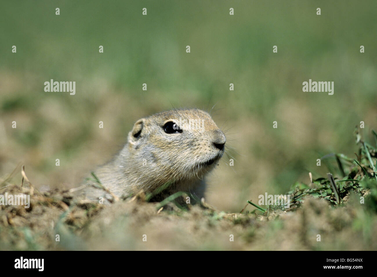 Flickertail squirrel hi-res stock photography and images - Alamy
