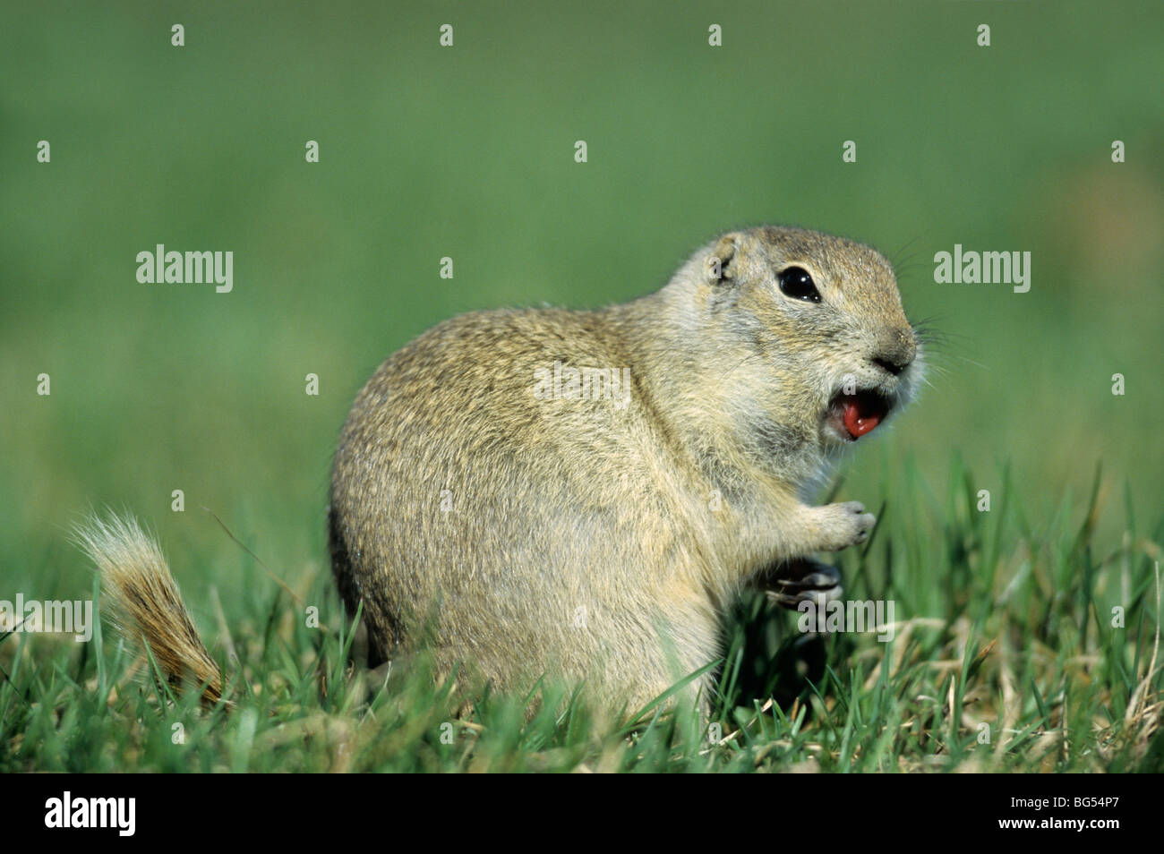 Flickertail squirrel hi-res stock photography and images - Alamy