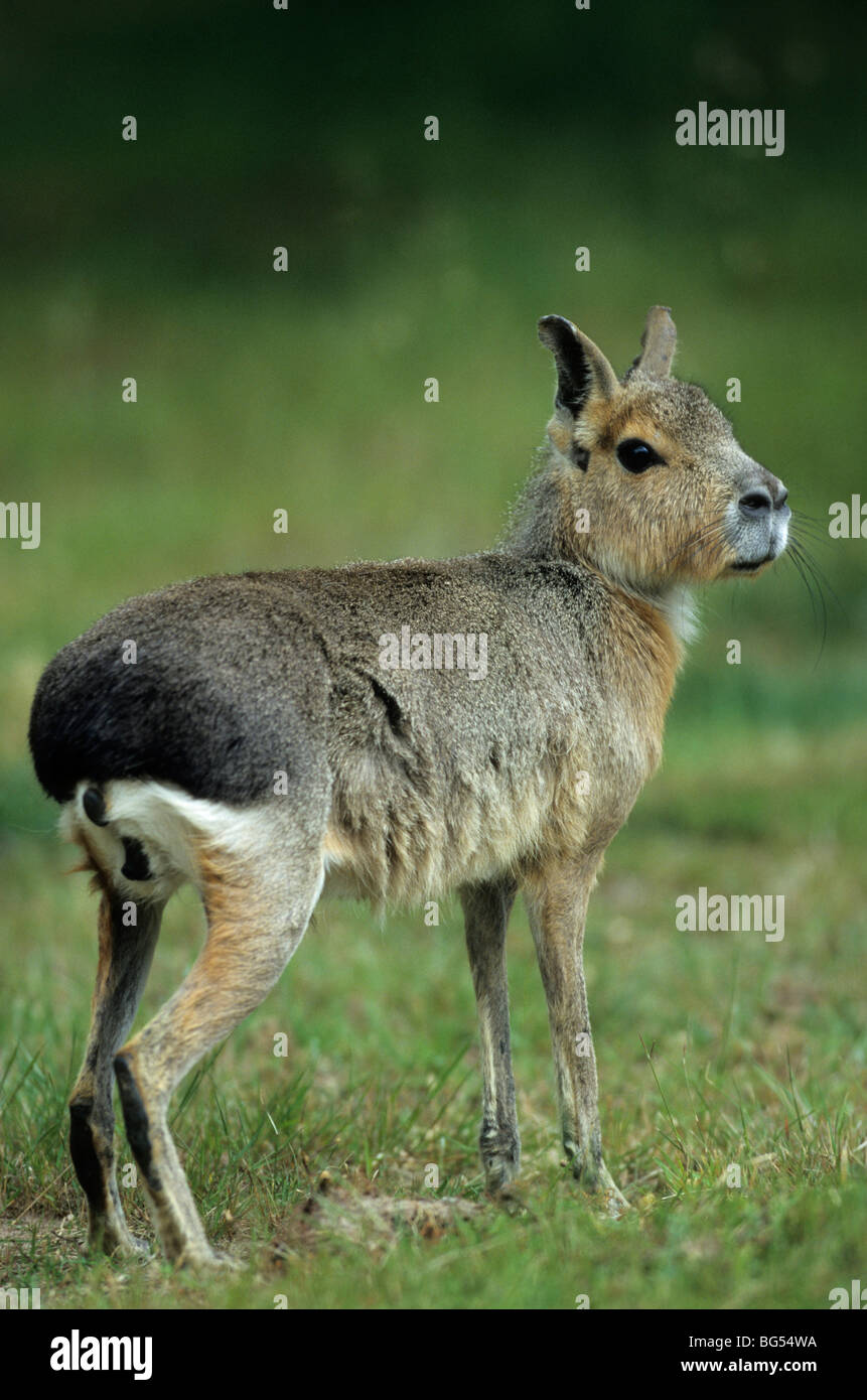mara, dolichotis patagonum Stock Photo - Alamy