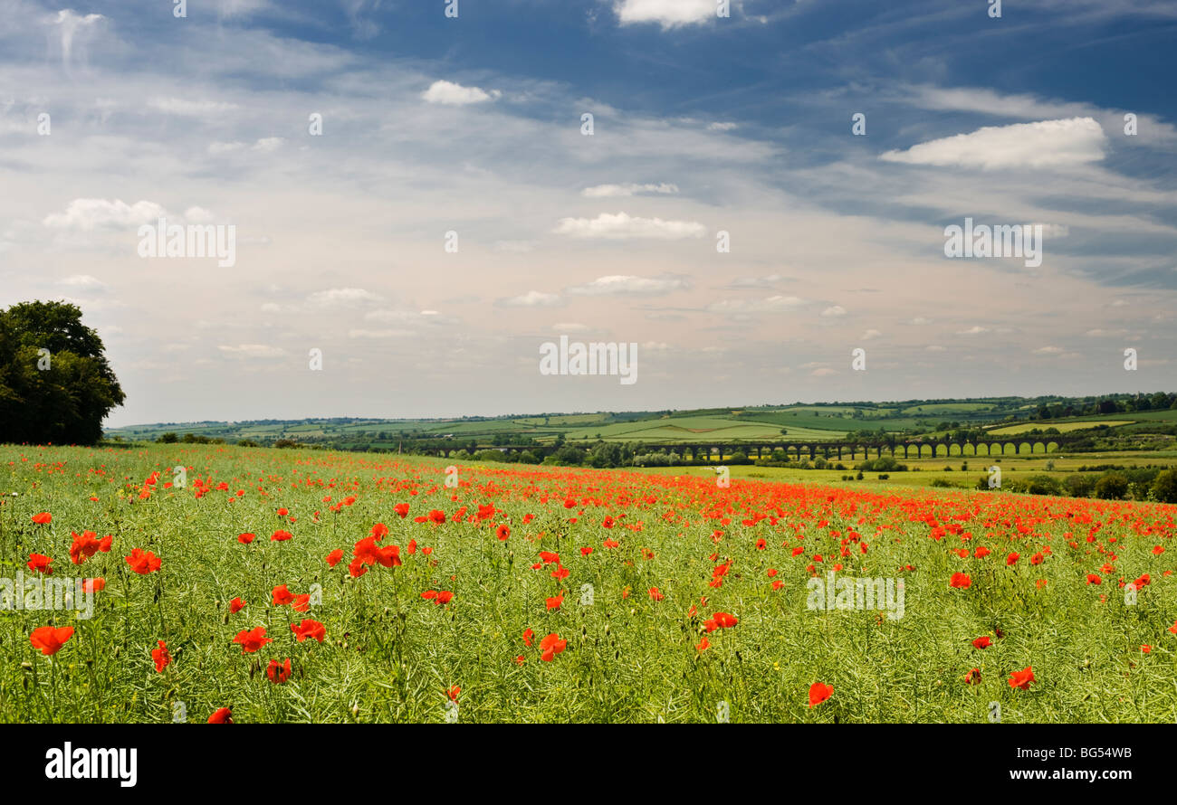 Harringworth viaduct hi-res stock photography and images - Alamy