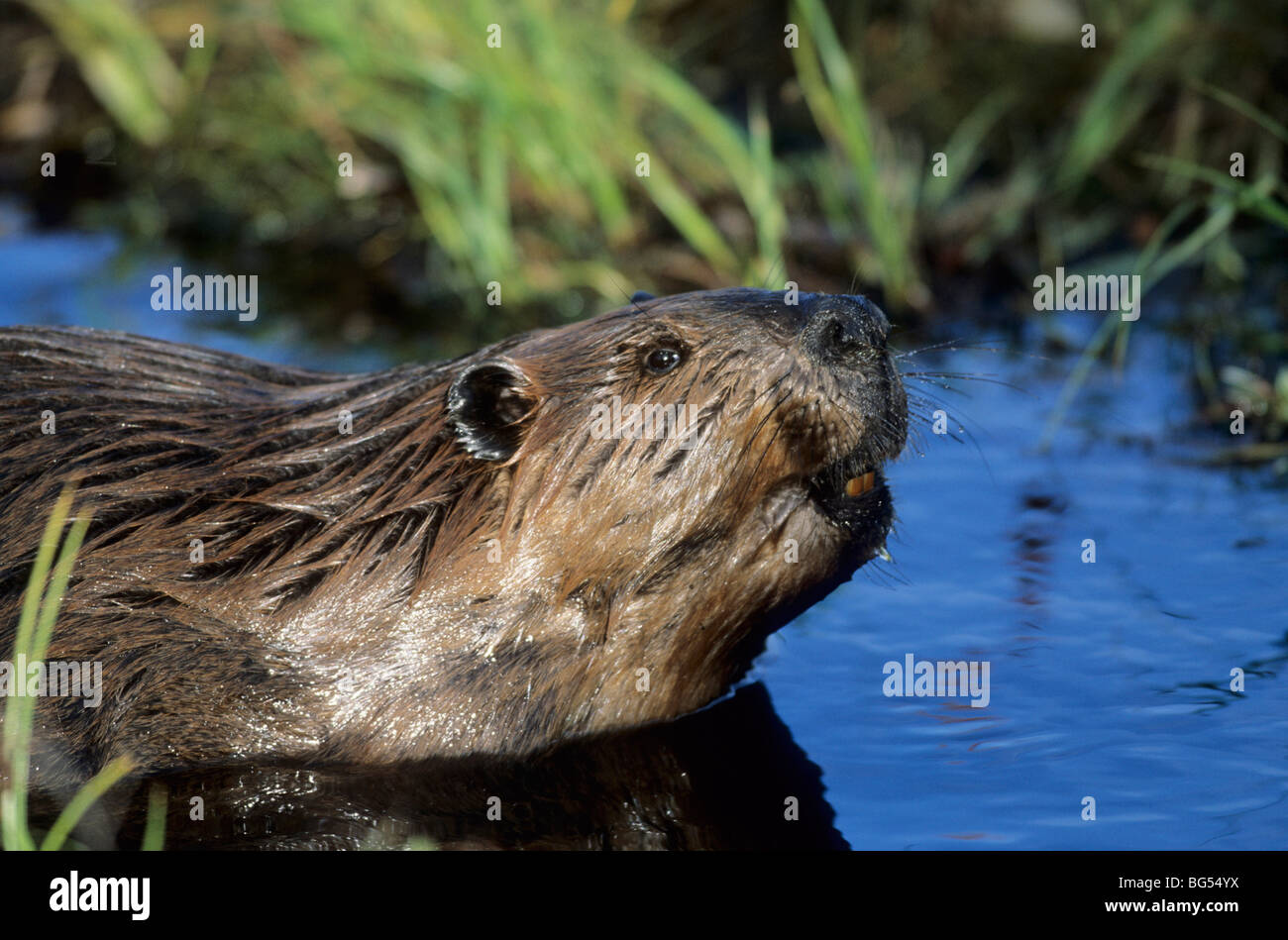 Castor fiber canadensis hi-res stock photography and images - Alamy