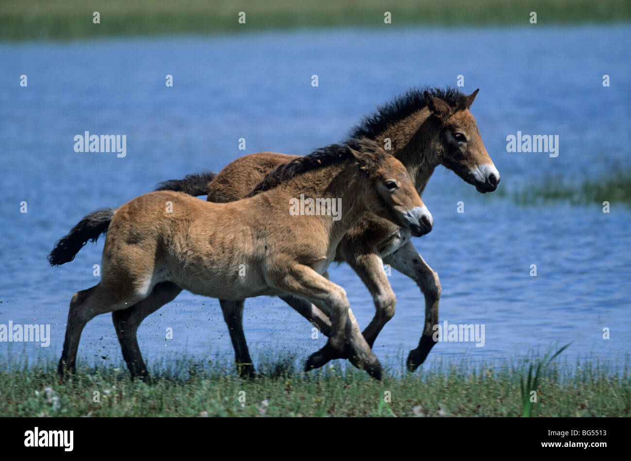 exmoor horse, foals, equus ferus caballus Stock Photo - Alamy