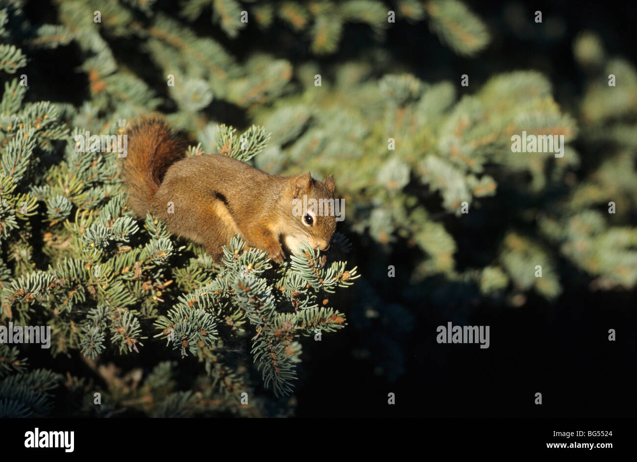red squirrel, tamiasciurus hudsonicus Stock Photo - Alamy