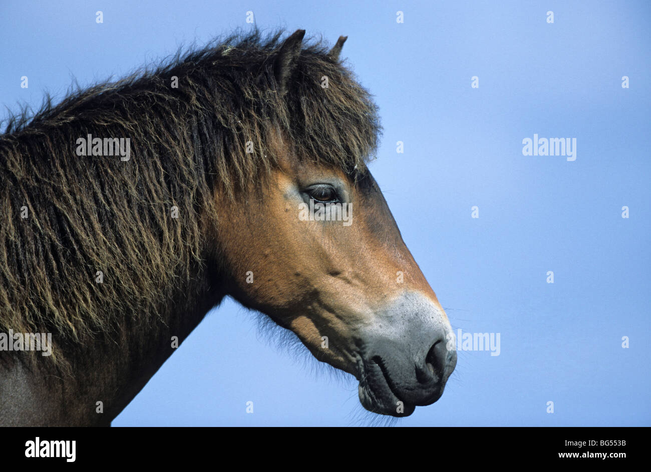 exmoor horse, stallion, equus ferus caballus Stock Photo - Alamy