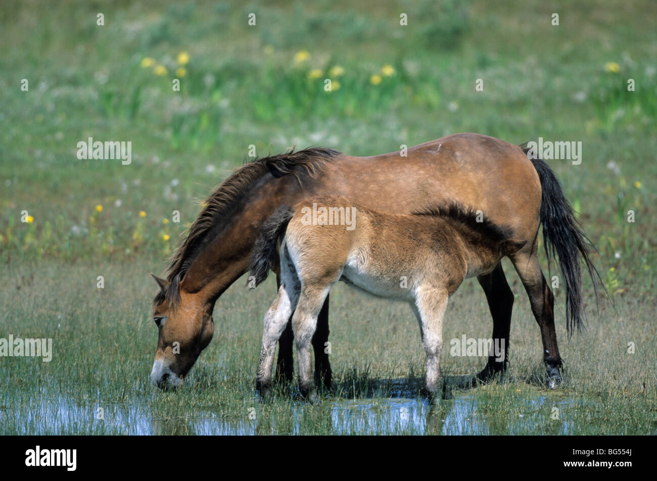 exmoor horse, mare & foal, equus ferus caballus Stock Photo - Alamy