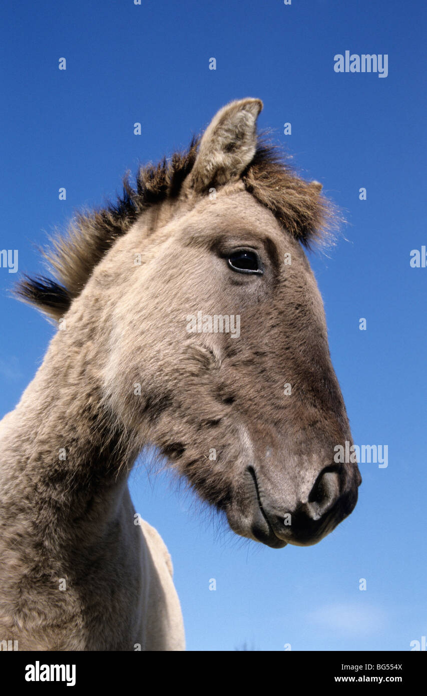 Tarpan Stock Photos & Tarpan Stock Images - Alamy