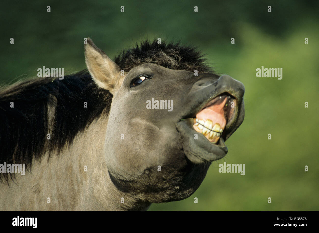 konik, stallion tarpan, equus ferus gmelini Stock Photo - Alamy
