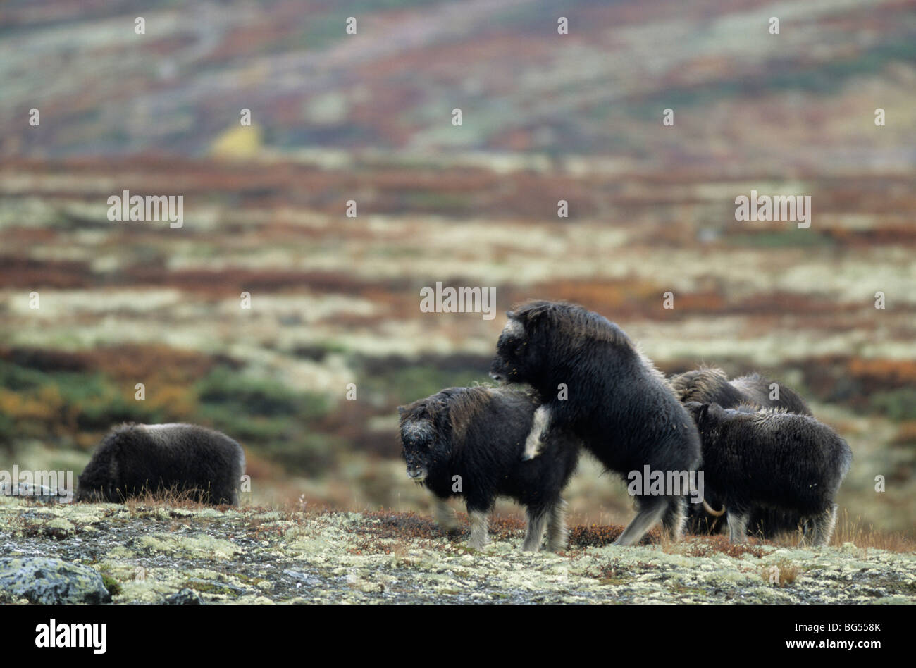 Muskox cow and calf hi-res stock photography and images - Alamy
