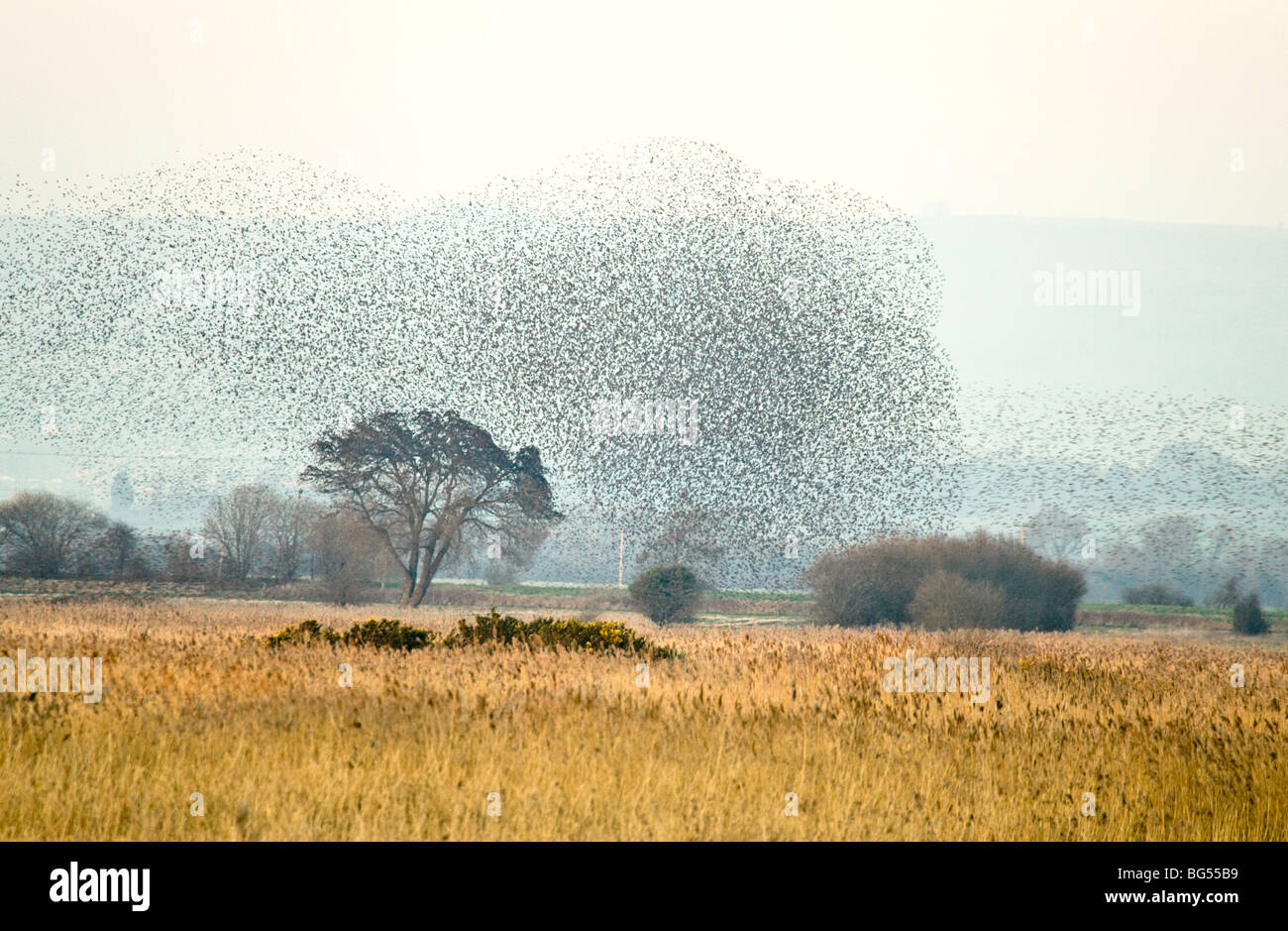 Flock of Common Starling, Sturnus vulgaris, displaying aerial patterns ...
