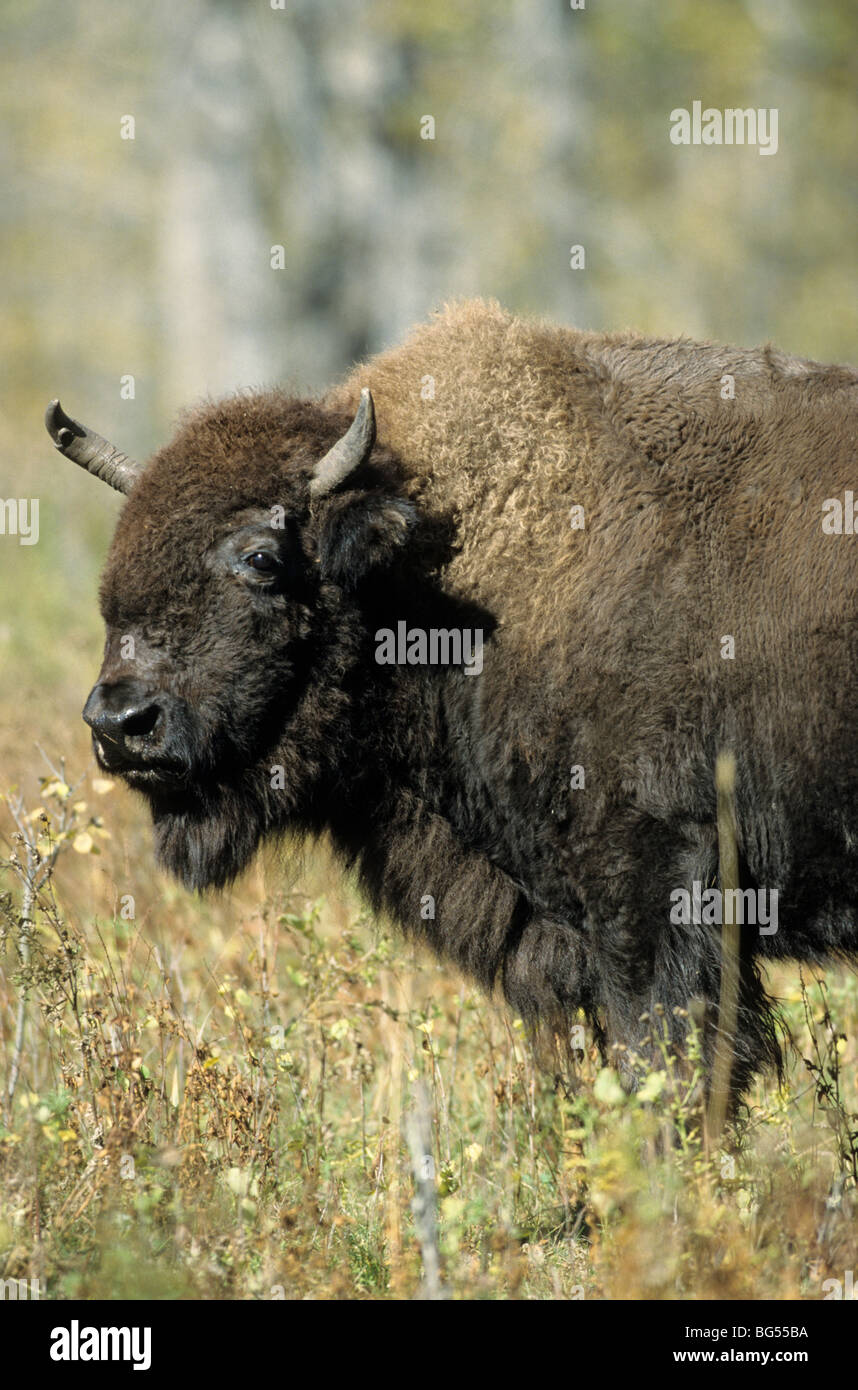 american bison, cow, plains buffalo, bison bison bison Stock Photo - Alamy
