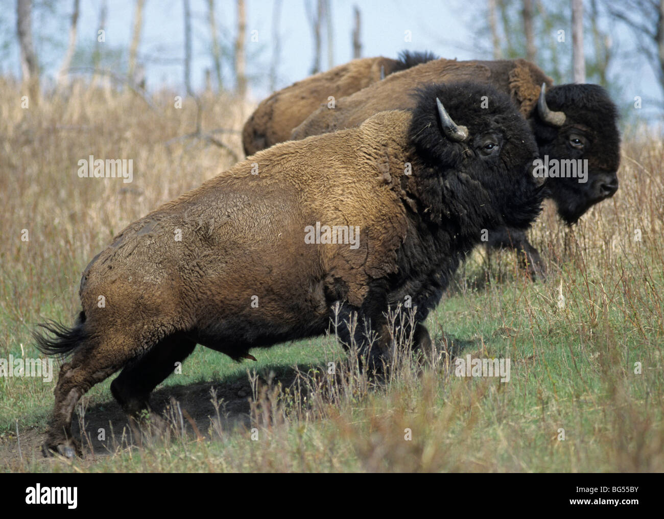 american bison, bulls, plains buffalo, bison bison bison Stock Photo ...