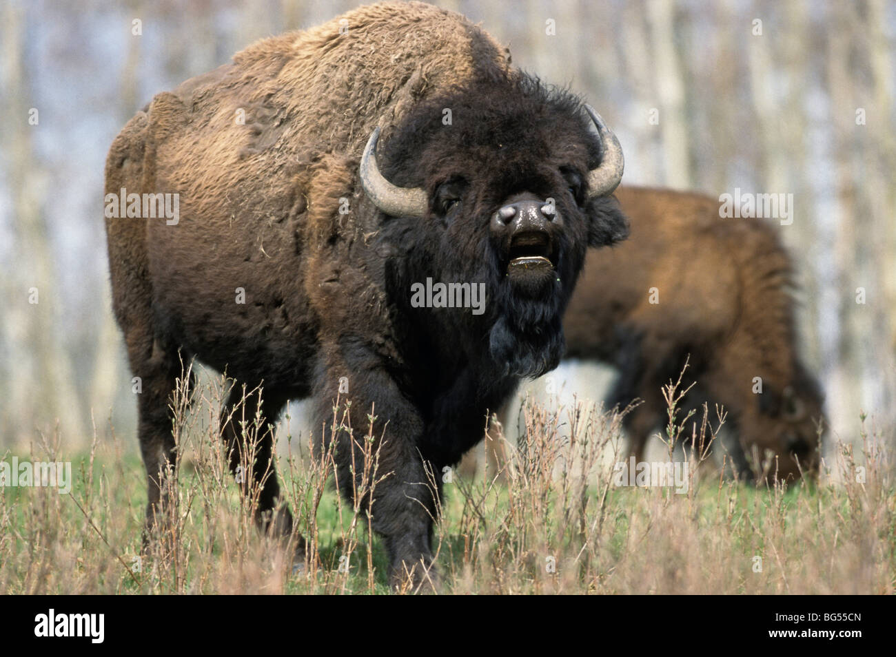 american bison, bull & cow, plains buffalo, bison bison bison Stock ...