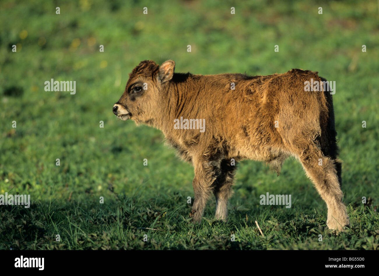 Aurochs breeding hi-res stock photography and images - Alamy