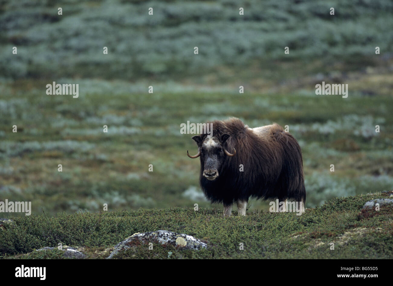 Muskoxes hi-res stock photography and images - Alamy