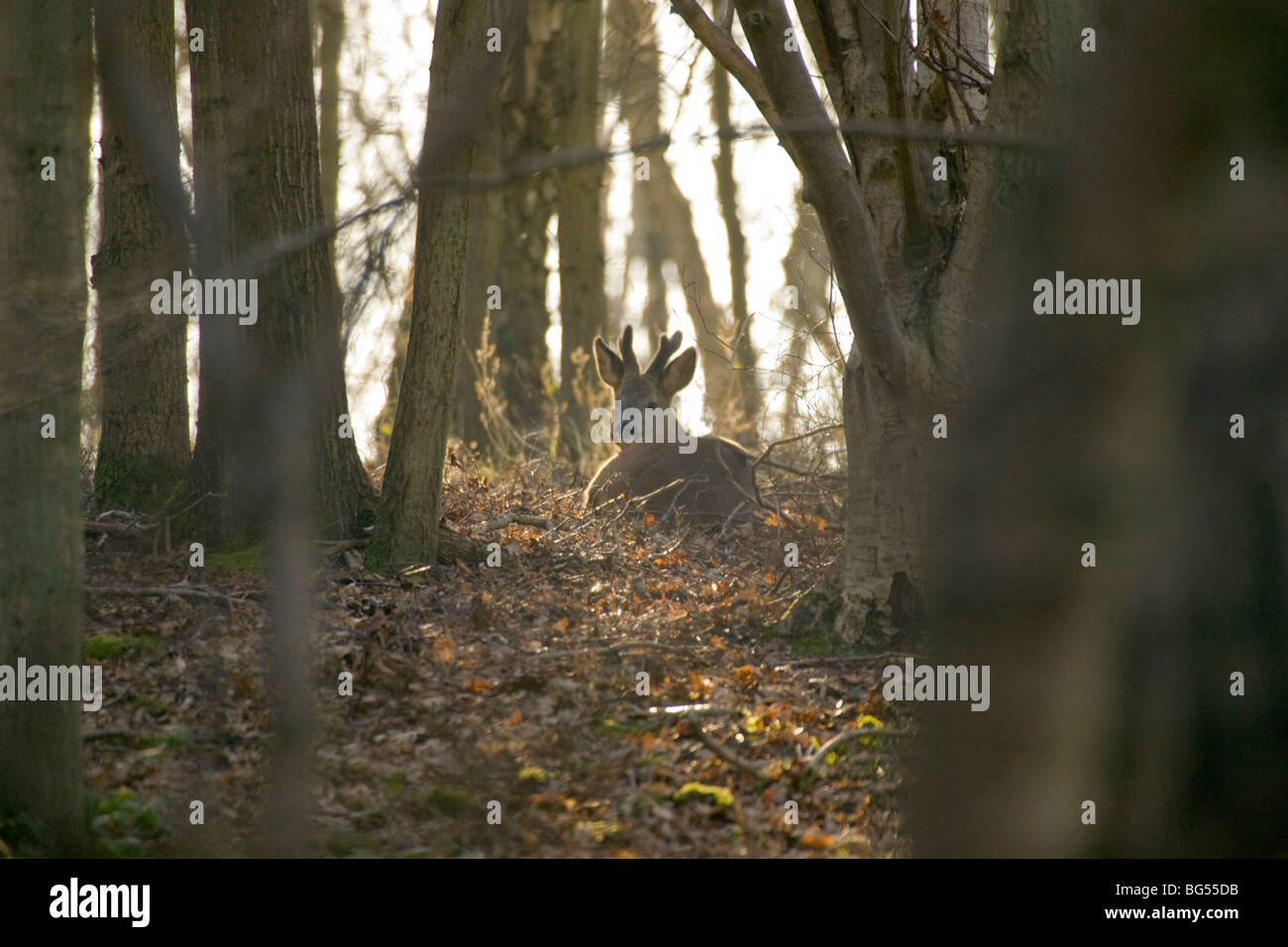 Roe deer, Capreolus capreolus, laying down in wood. UK Stock Photo - Alamy