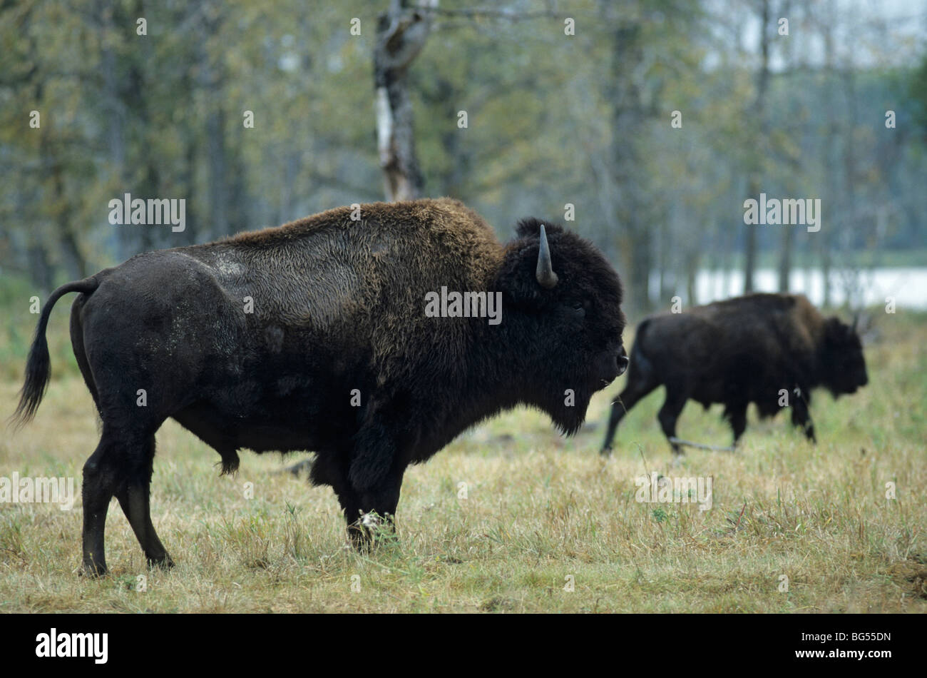 american bison, bulls, plains buffalo, bison bison bison Stock Photo ...