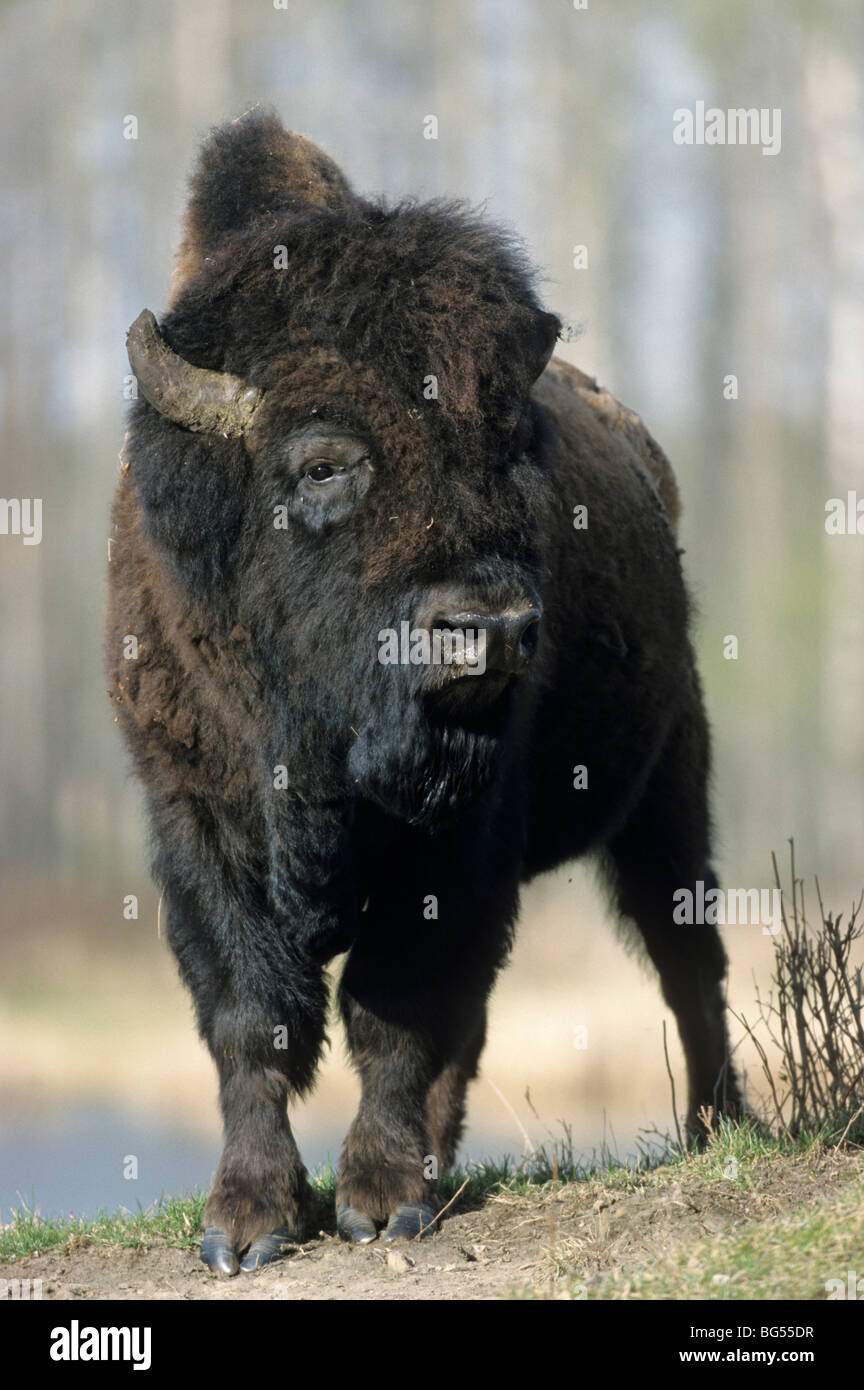 american bison, bull, wood buffalo, bison bison athabascae Stock Photo ...