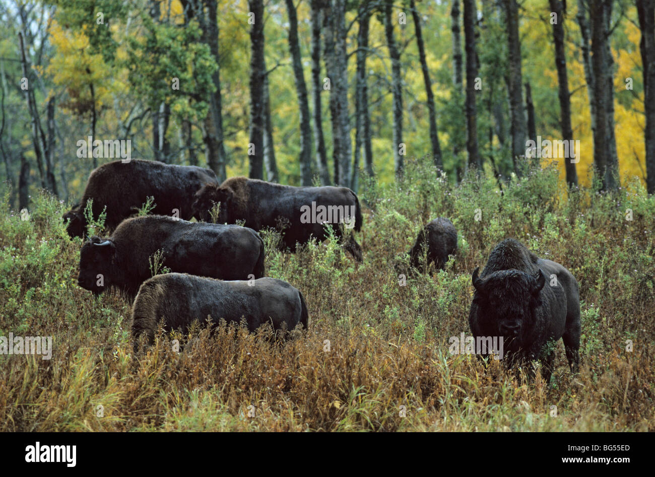 american bison, herd, plains buffalo, bison bison bison Stock Photo - Alamy