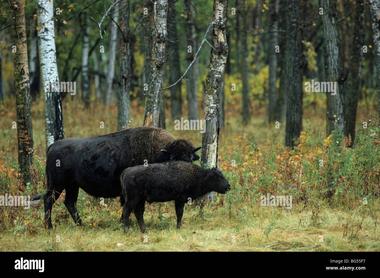 american bison, cow & calf, plains buffalo, bison bison bison Stock ...