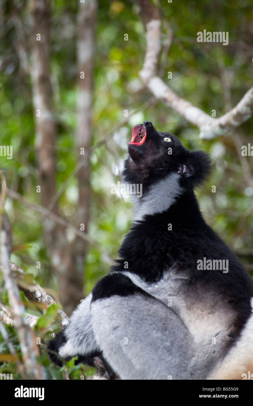 Indri calling hi-res stock photography and images - Alamy