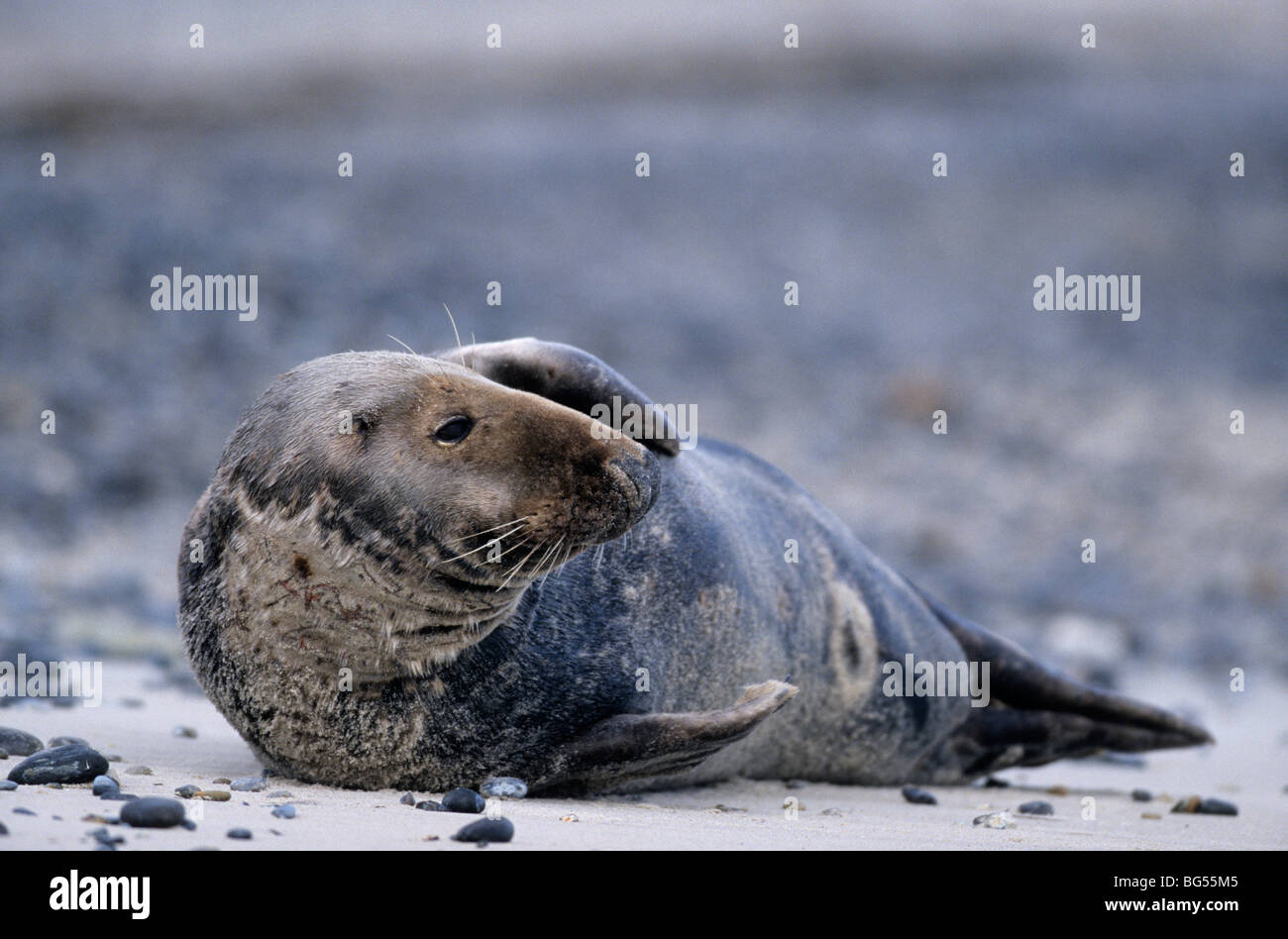 grey seal, bull, gray seal, halichoerus grypus Stock Photo - Alamy