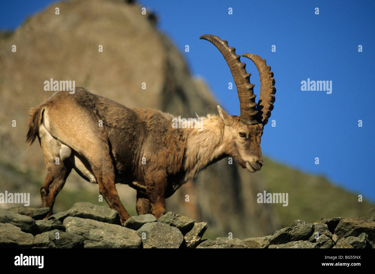 Alpine ibex capra ibex bucks hi-res stock photography and images - Alamy