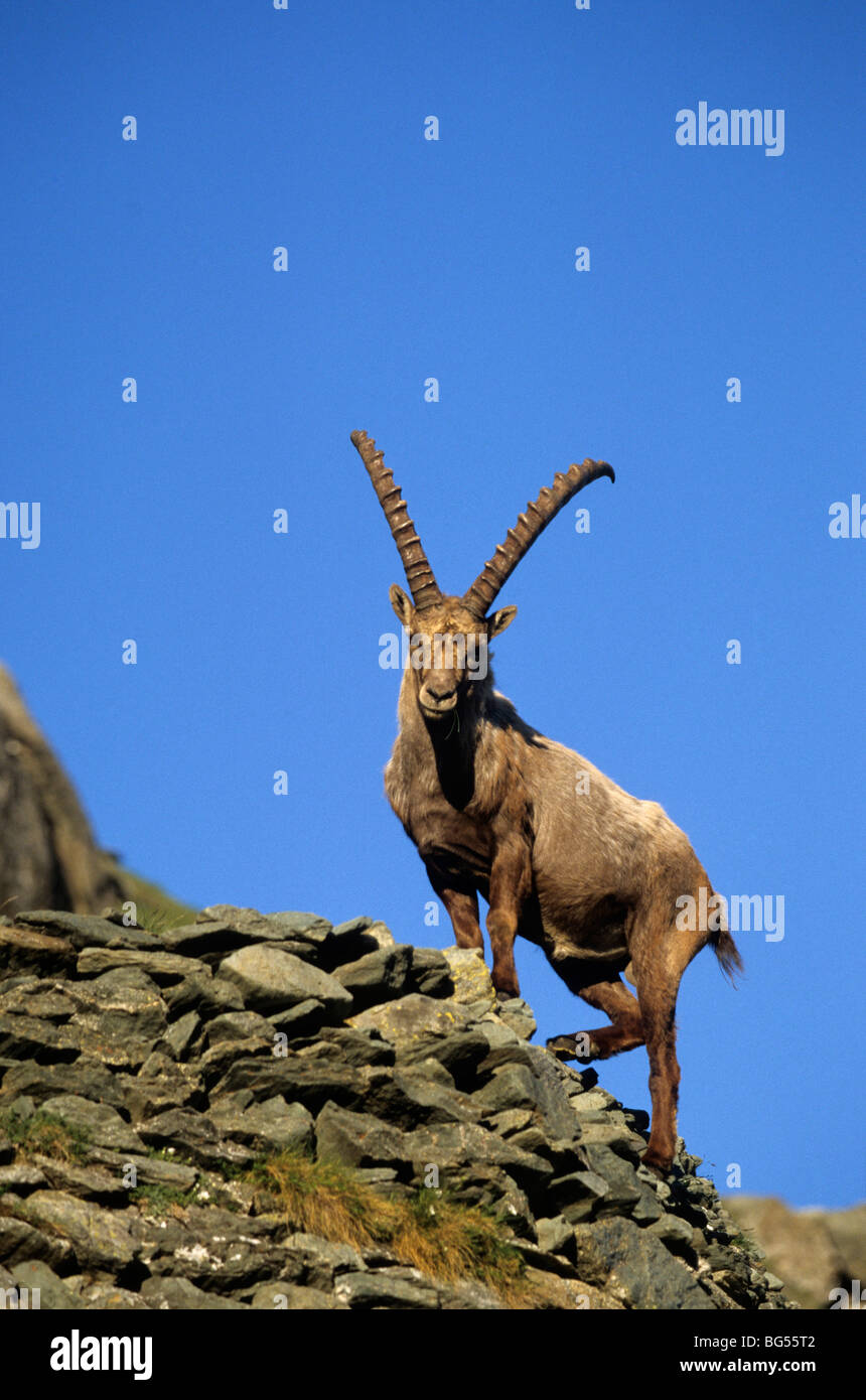 Alpine ibex capra ibex bucks hi-res stock photography and images - Alamy