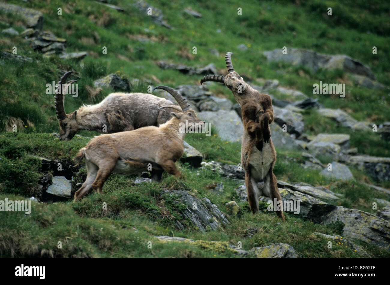Ibex playing hi-res stock photography and images - Alamy