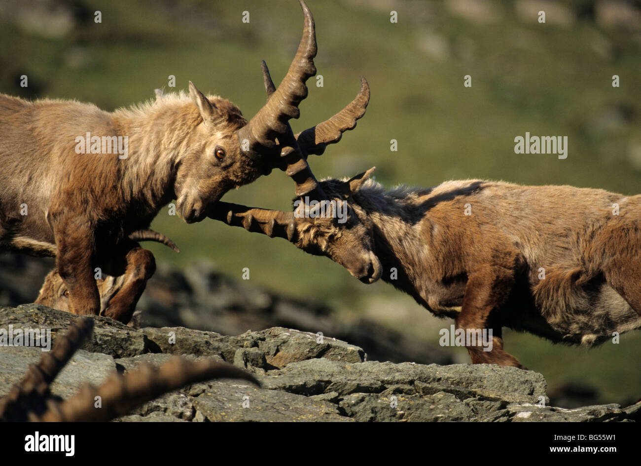 Alpine ibexes capra ibex fighting hi-res stock photography and images ...