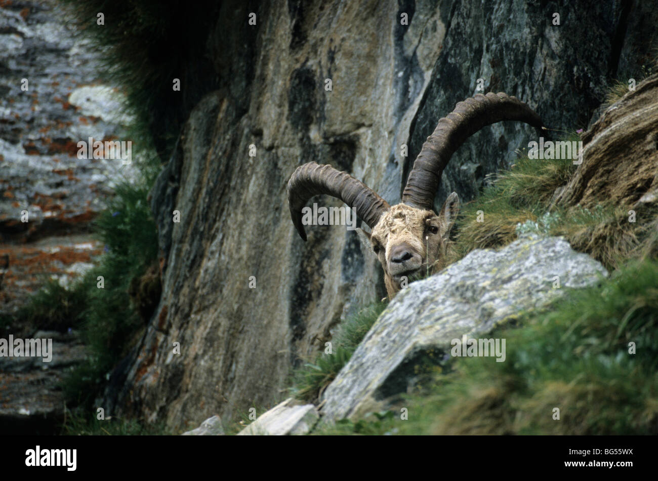 Alpine ibex capra ibex bucks hi-res stock photography and images - Alamy