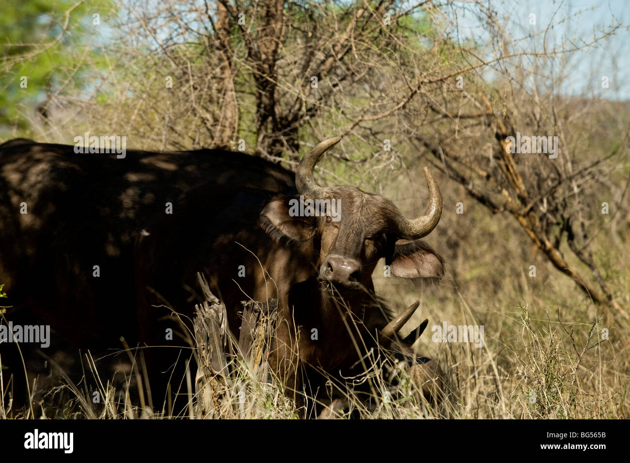 South African Wild Life High Resolution Stock Photography and Images ...