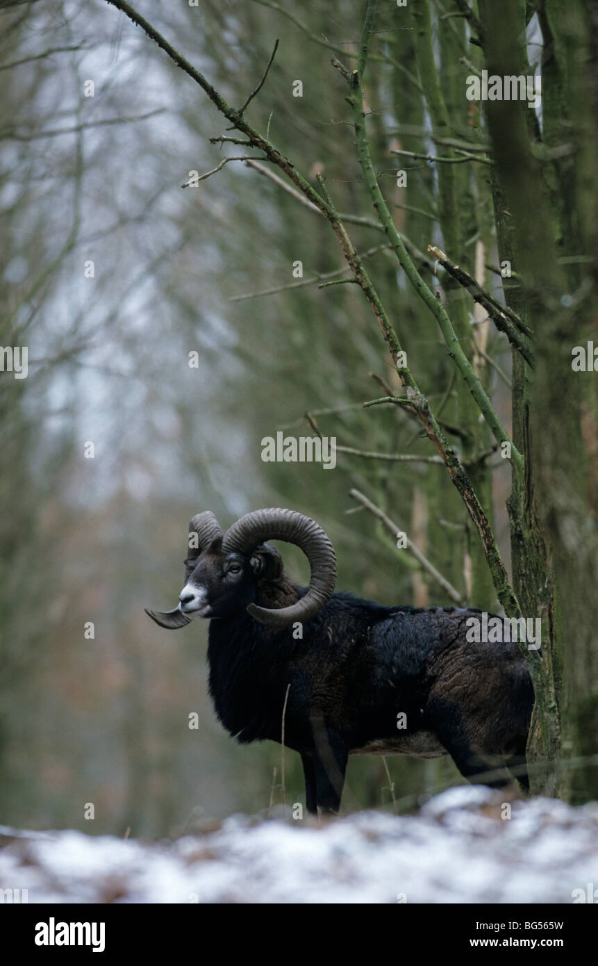 moufflon, ram, mouflon, ovis orientalis musimon Stock Photo - Alamy
