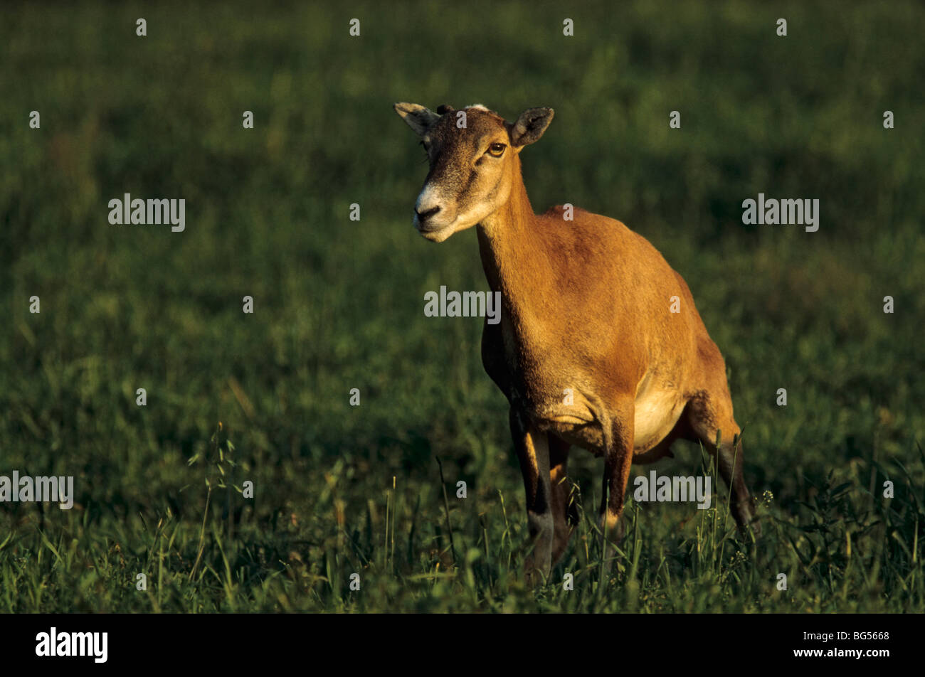 Female ovis ammon musimon hi-res stock photography and images - Alamy