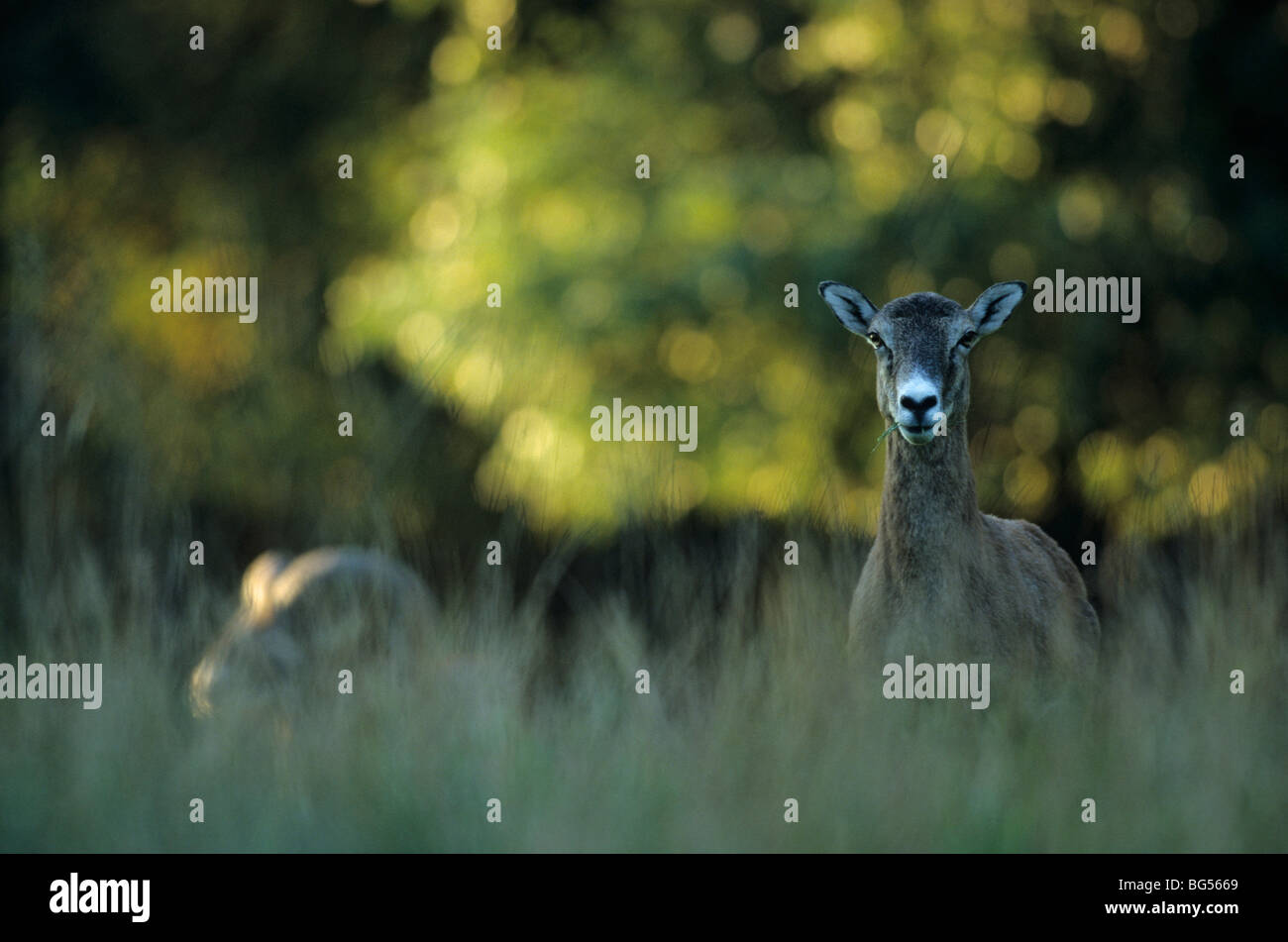 moufflon, ewe & ram, mouflon, ovis orientalis musimon Stock Photo - Alamy
