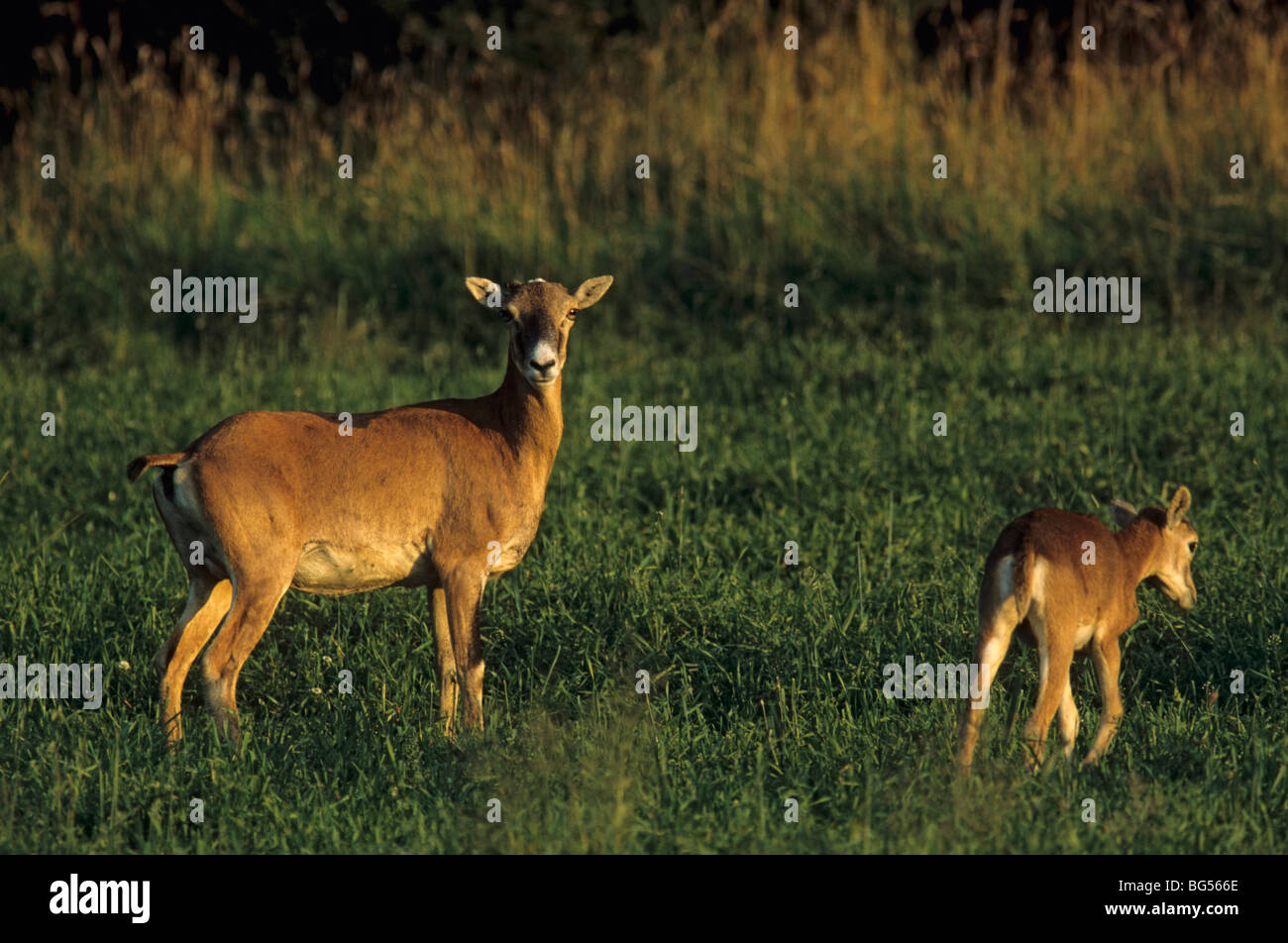 moufflon, ewe & lamb, ovis orientalis musimon Stock Photo - Alamy